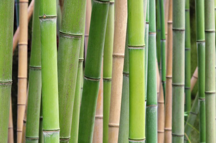Mc-Bambus | Neue Produkte | Phyllostachys pubescens Moso - Ernte ...